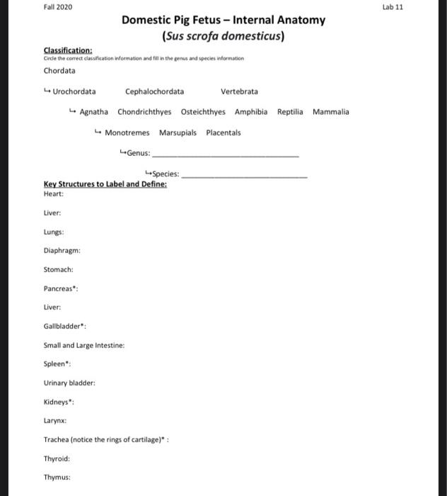 Hi i need help labeling on both pictures of the pig. | Chegg.com