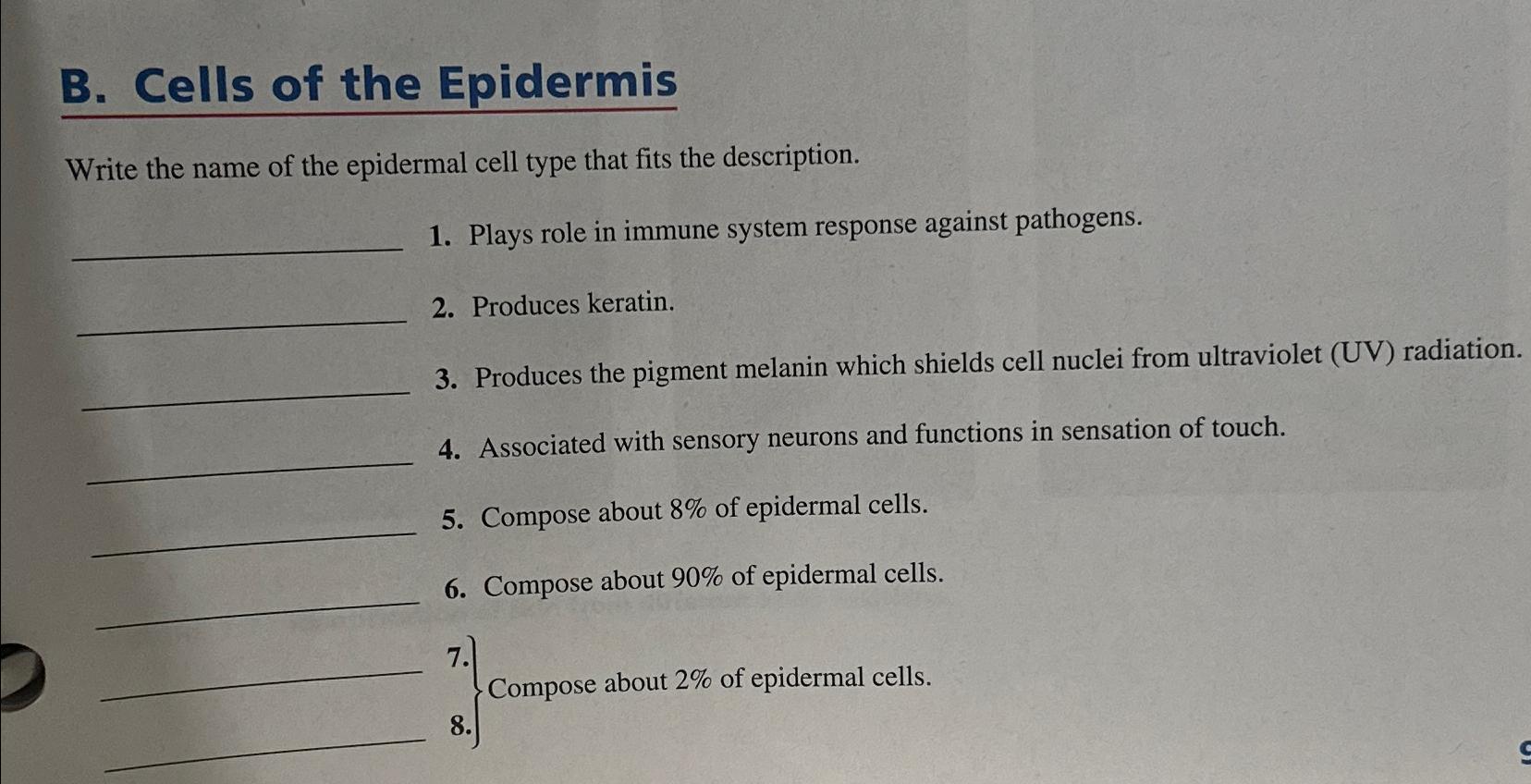 Solved B. ﻿Cells of the EpidermisWrite the name of the | Chegg.com