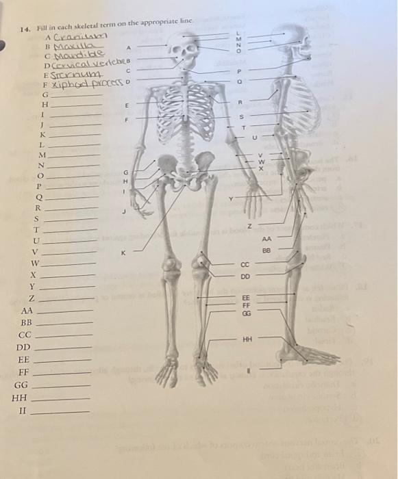 Solved 14. Fill in each skeletal term on the appropriate | Chegg.com