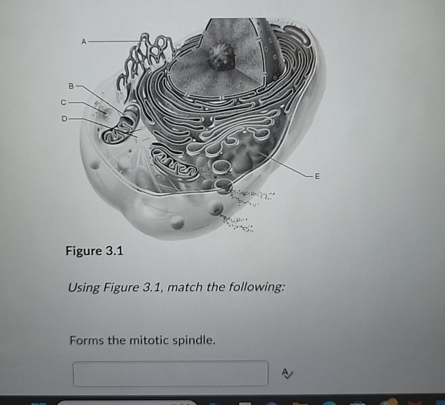 Solved Figure 3.1Using Figure 3.1, ﻿match the | Chegg.com