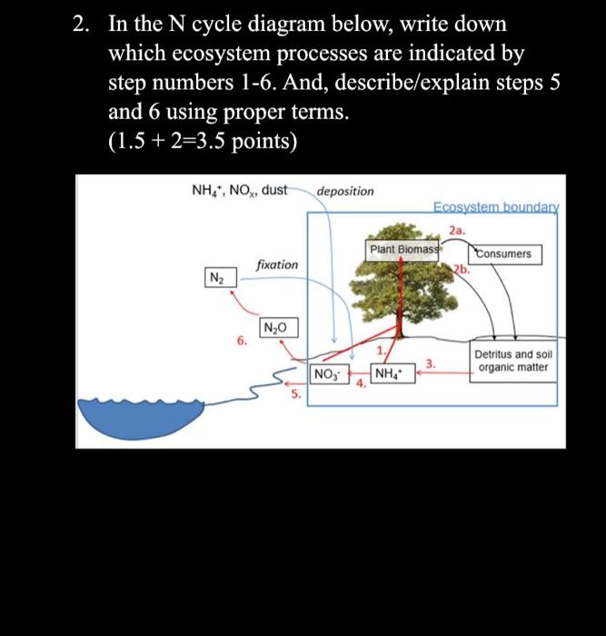 Solved 2. In the N cycle diagram below, write down which | Chegg.com