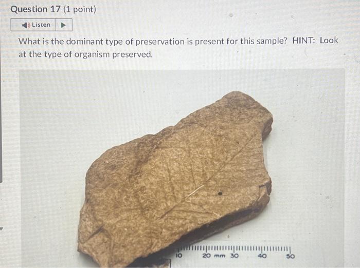 Solved What is the dominant type of preservation is present | Chegg.com