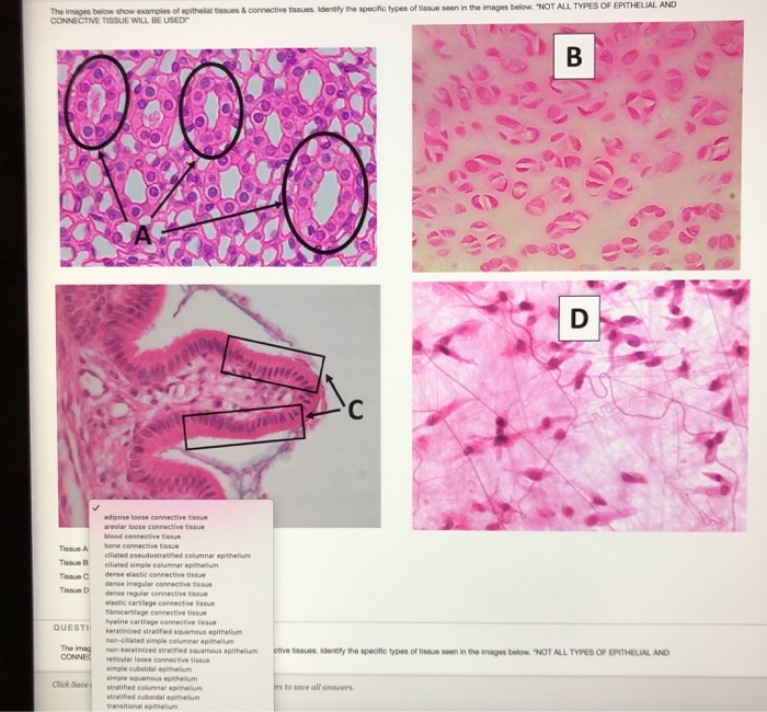 Solved issues & Connective issues. Identity the specific | Chegg.com