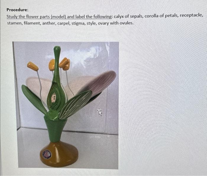 Solved Procedure: Study the flower parts (model) and label | Chegg.com
