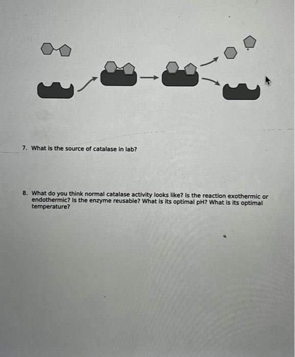 Solved Enzyme Lab - Catalase Experiment For your pre-lab you | Chegg.com