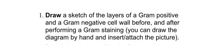 Solved 1. Draw a sketch of the layers of a Gram positive and | Chegg.com