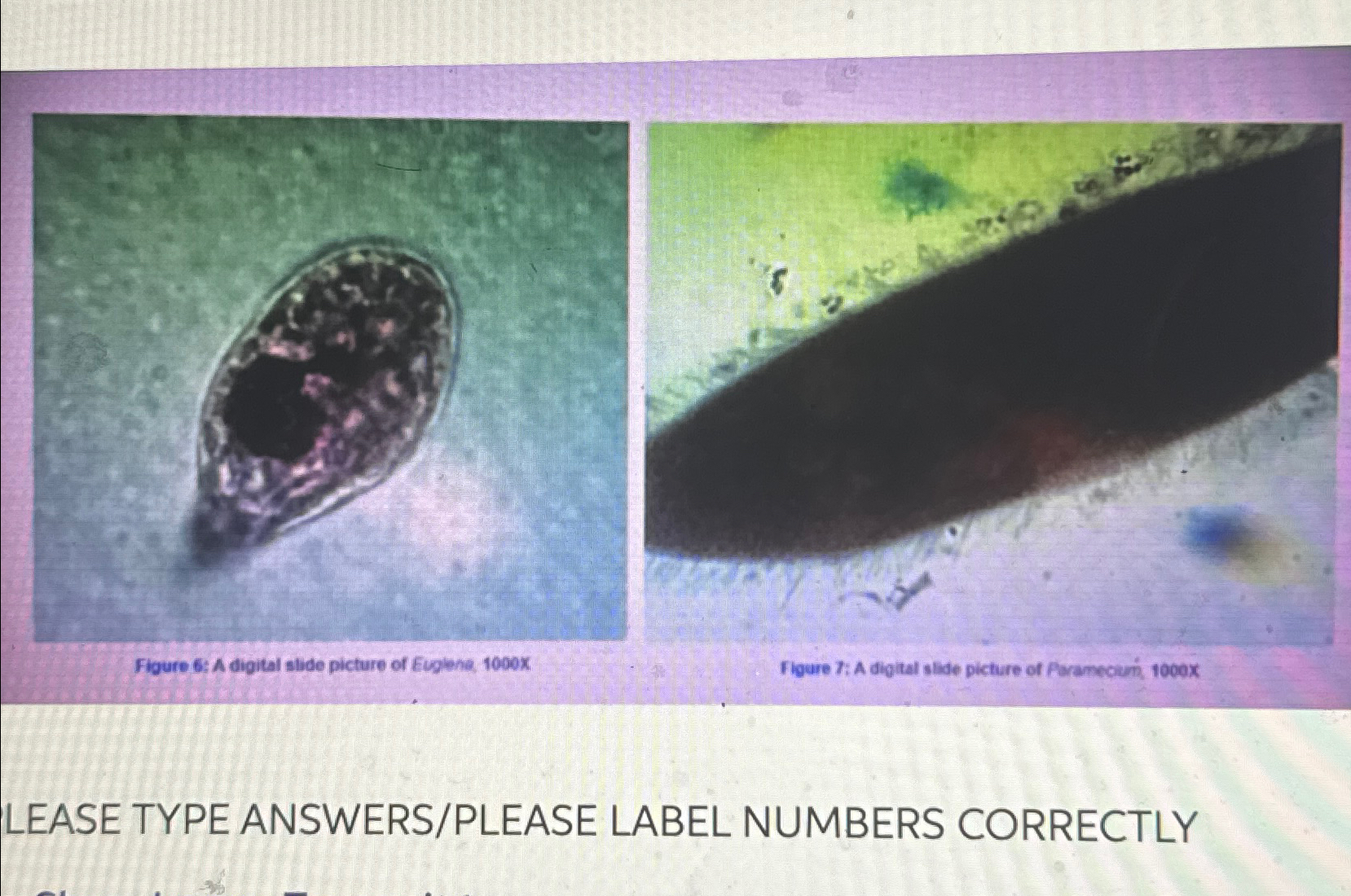 EXPERIMENT 1: VIEWING PRESERVED SPECIES OF | Chegg.com
