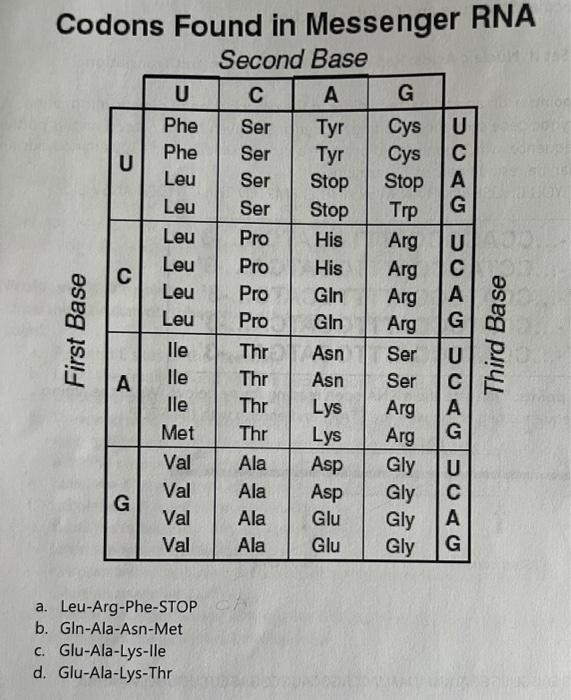 Solved DNA template code is 3'- CTC CGC TTT TAG - 5' What is | Chegg.com