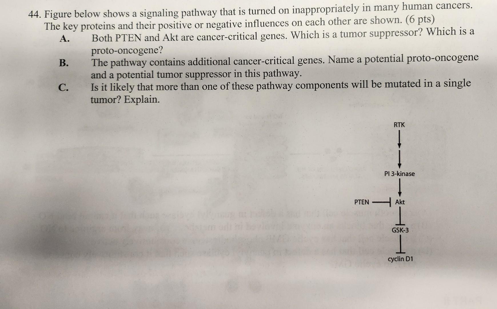 Solved 44. Figure below shows a signaling pathway that is | Chegg.com
