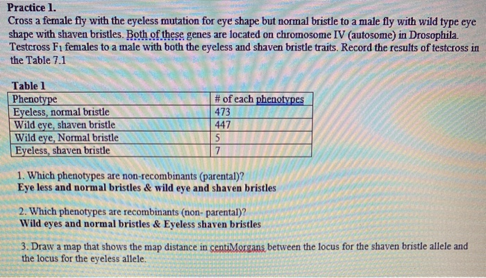 Solved Practice 1. Cross a female fly with the eyeless | Chegg.com