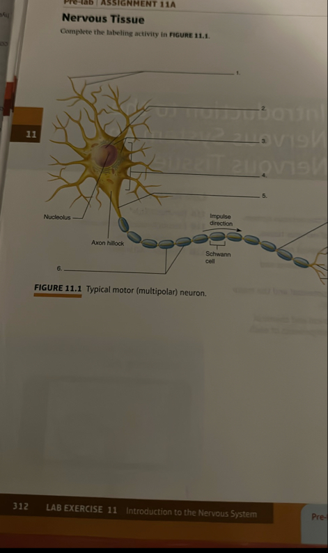 Solved Pre-lab ASSIGNMENT 11ANervous TissueComplete the | Chegg.com