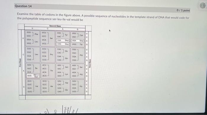 Solved 14. examine the table of codons in the figure above. | Chegg.com