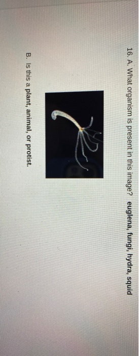 Solved 16. A. What organism is present in this image? | Chegg.com