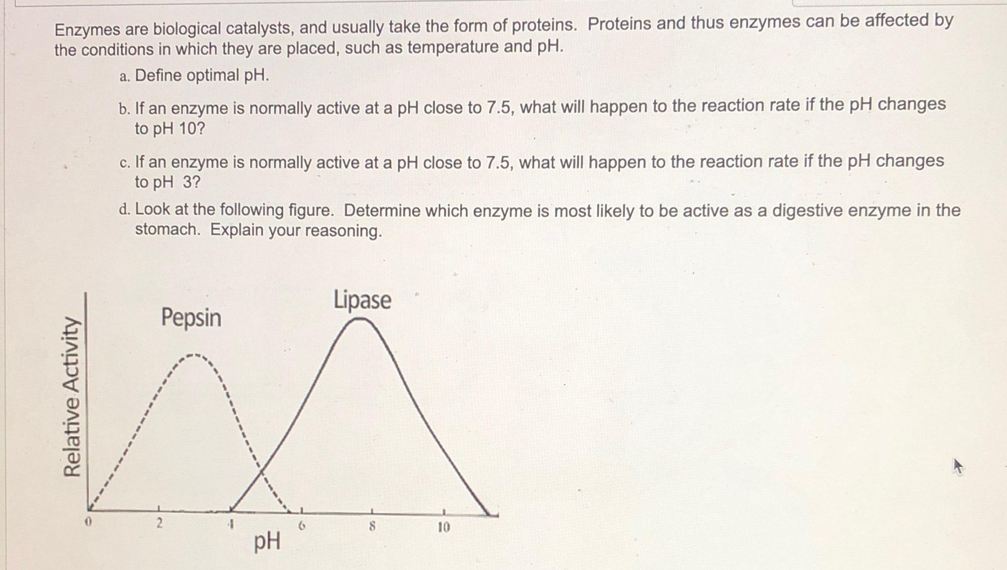 Solved Enzymes are biological catalysts, and usually take | Chegg.com