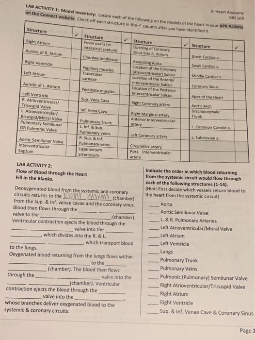 Solved 3. Heart Anatomy BIO 169 LAB ACTIVITY 1: Model | Chegg.com