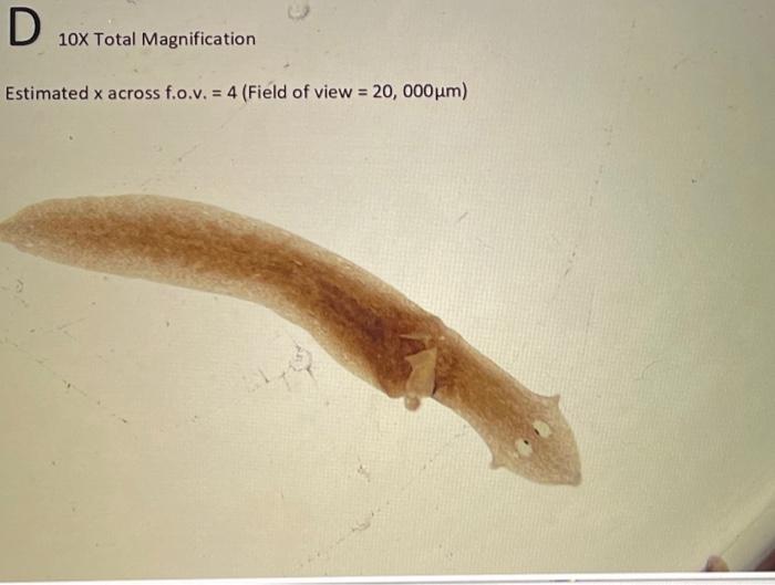 Solved make a biological drawing using one of the photos of | Chegg.com