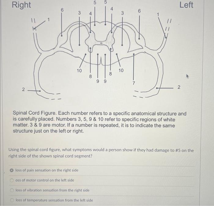 Solved Spinal Cord Figure. Each number refers to a specific | Chegg.com