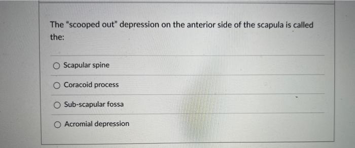 You see a vertebra with thick and long transverse | Chegg.com