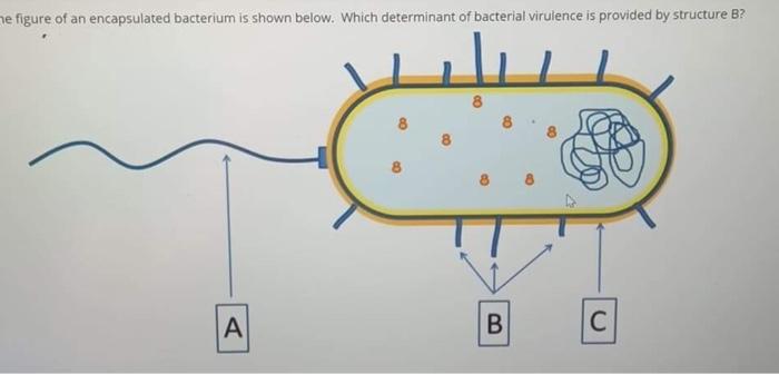 Solved me figure of an encapsulated bacterium is shown | Chegg.com