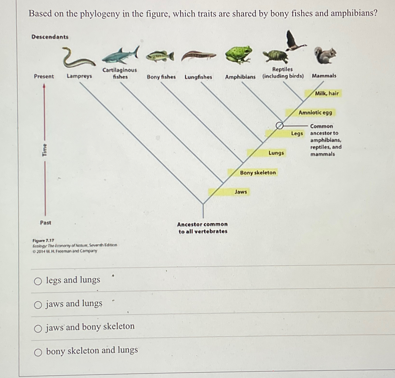 Solved Based on the phylogeny in the figure, which traits | Chegg.com