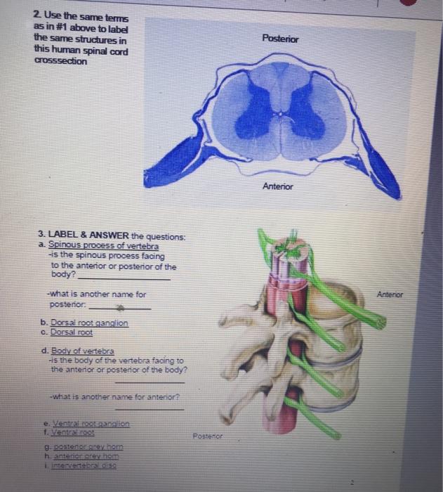 Solved PART 2 - Gross Anatomy of the Spinal Cord 1. Use the | Chegg.com