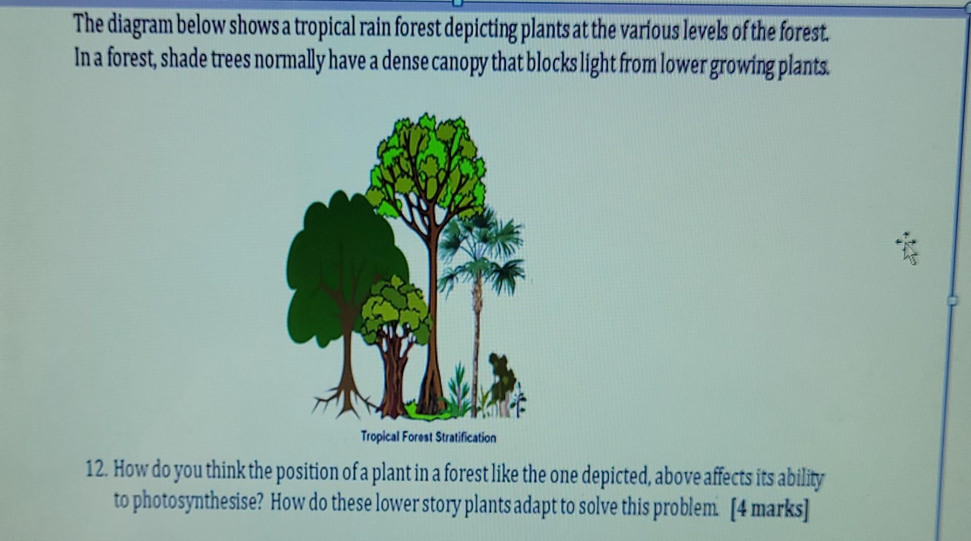 Solved The diagram below shows a tropical rain forest | Chegg.com