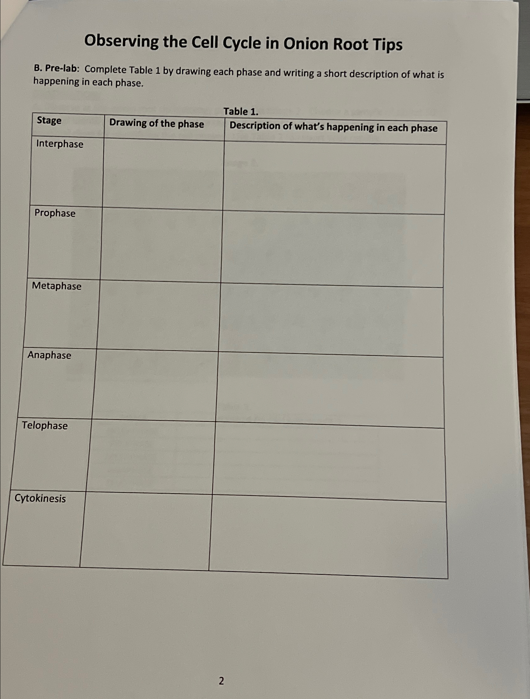 Solved Observing the Cell Cycle in Onion Root TipsB. | Chegg.com