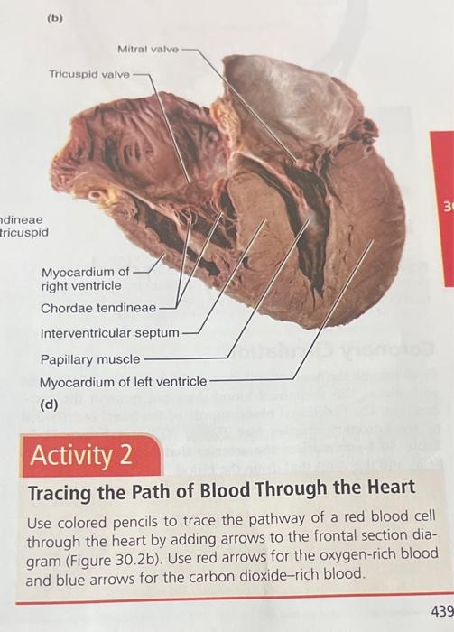 Solved Tracing the Path of Blood Through the Heart Use | Chegg.com
