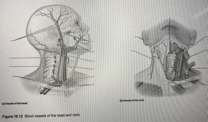 Solved label the blood vessels of the upper and lower limbs | Chegg.com