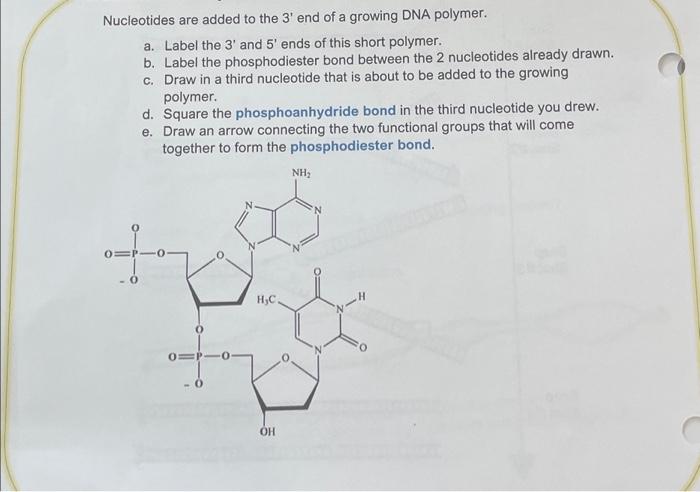 Solved Nucleotides are added to the 3′ end of a growing DNA | Chegg.com