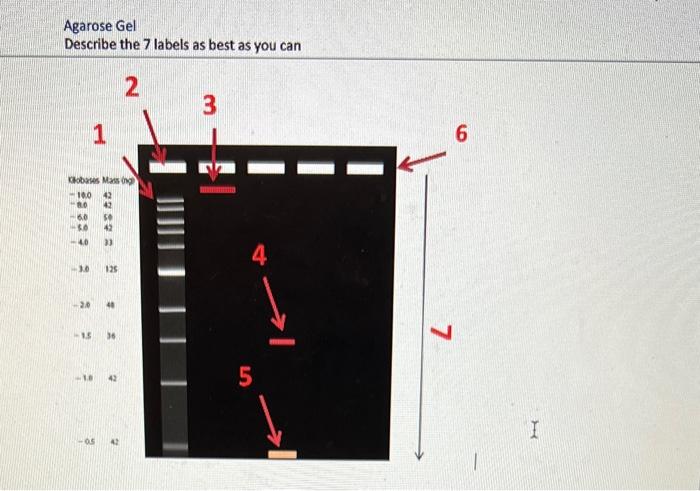 Solved Agarose Gel Describe the 7 labels as best as you can | Chegg.com