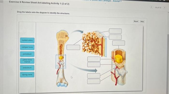 Solved Exercise 8 Review Sheet Art-labeling Activity (2012) | Chegg.com Solved Exercise 8 Review Sheet Art-labeling Activity (2012) | Chegg.com