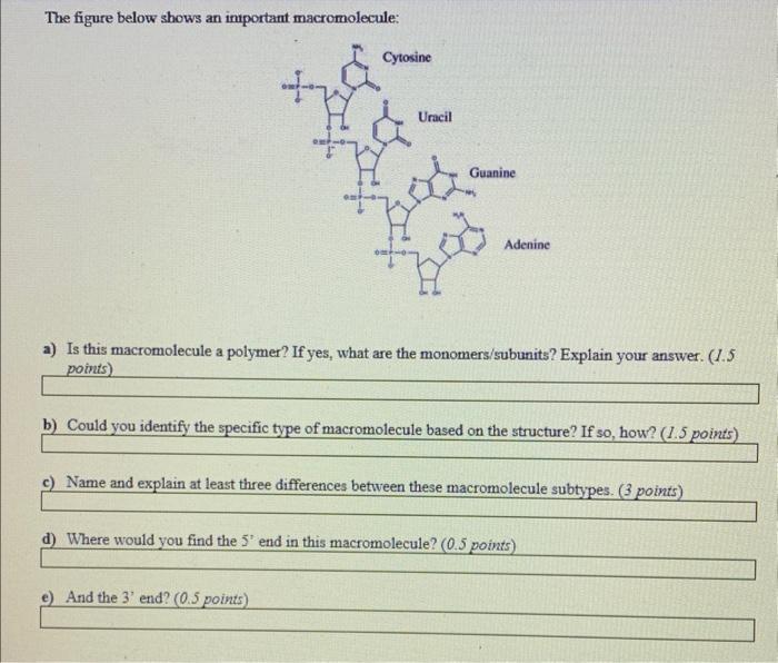 Solved The figure below shows an important macromolecule: a) | Chegg.com