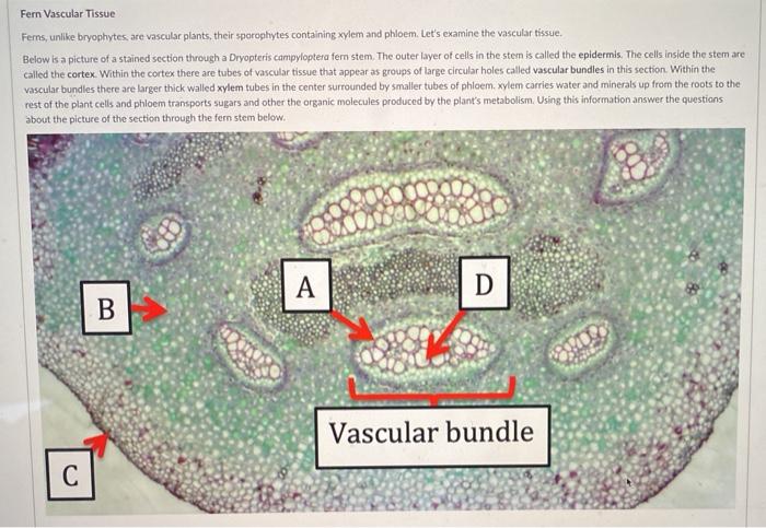 Solved Fern Vascular Tissue Ferns, unlike bryophytes, are | Chegg.com