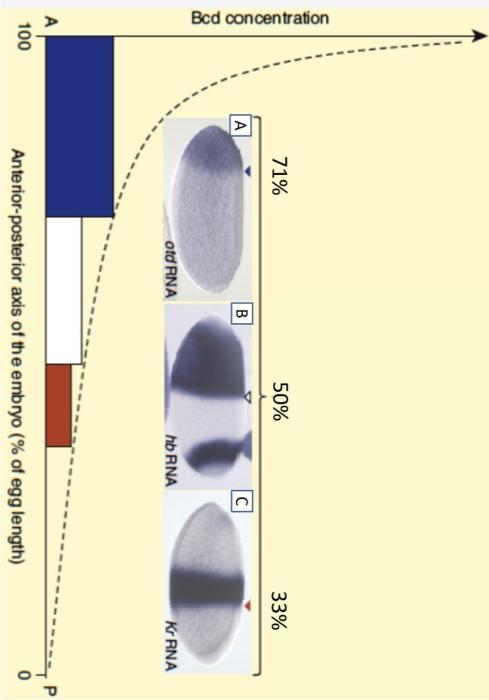 Solved The graph below shows the gradient of bicoid ( | Chegg.com