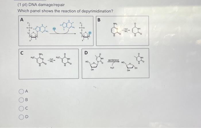Solved (1 pt) DNA damage/repair Which panel shows the | Chegg.com