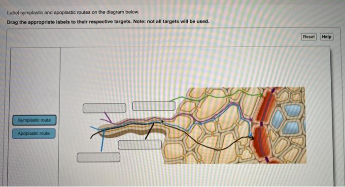 Solved Label symplastic and apoplastic routes on the diagram | Chegg.com