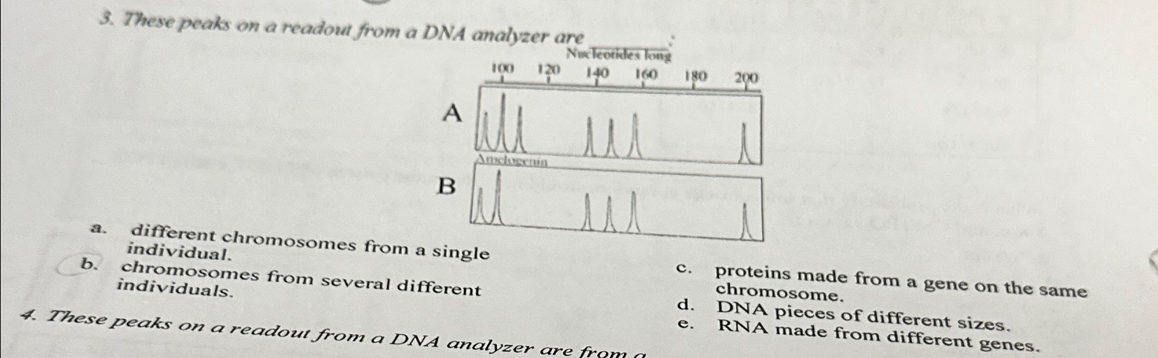 Solved These peaks on a readout from a DNA analyzer | Chegg.com