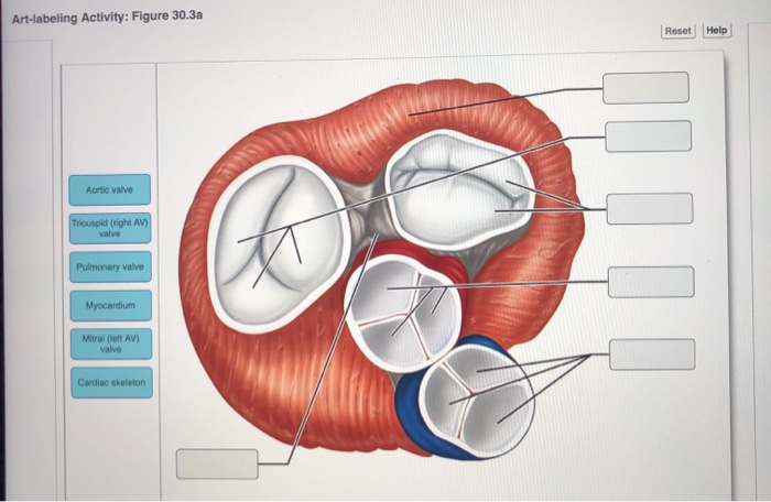Solved Art-labeling Activity: Figure 30.3a Reset Help Aortic | Chegg.com