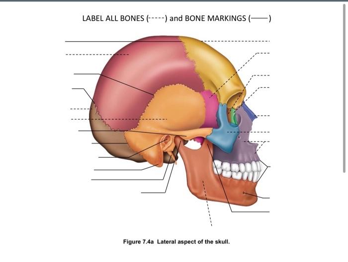 Solved LABEL ALL BONES (−−−) ) and BONE MARKINGS (-) Figure | Chegg.com