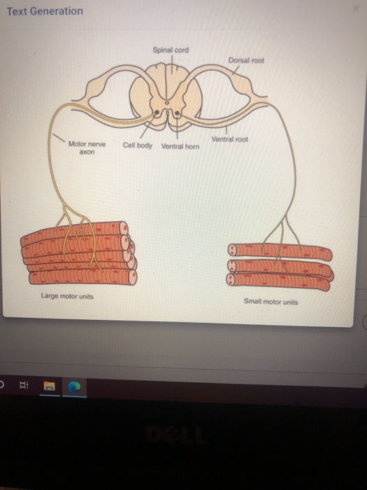 Solved apter 3 Structure and Function of Muscles V Quick | Chegg.com