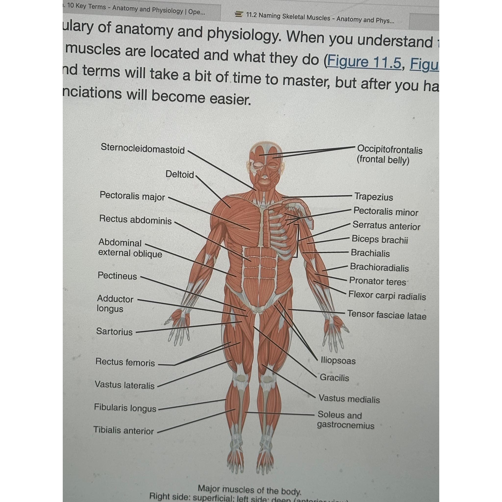 Solved 10 ﻿Key Terms - ﻿Anatomy and Physiology I Ope..11.2 | Chegg.com
