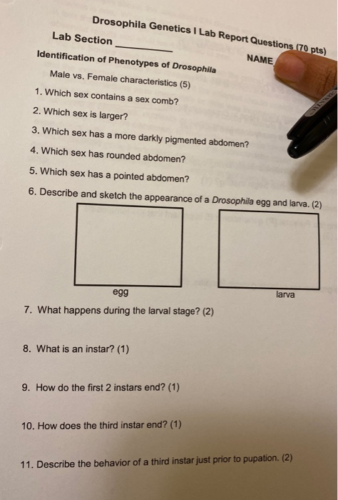 Solved Drosophila Genetics I Lab Report Questions (70 pts) | Chegg.com