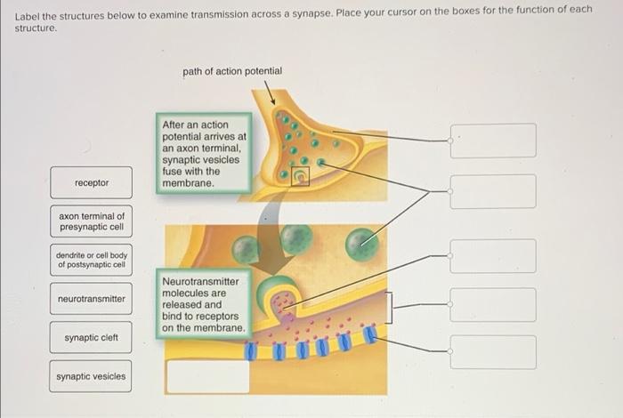 Solved Label the structures below to examine transmission | Chegg.com