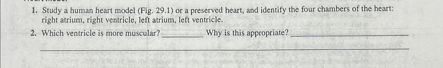 Solved Study a human heart model (Fig. 29.1) ﻿or a preserved | Chegg.com