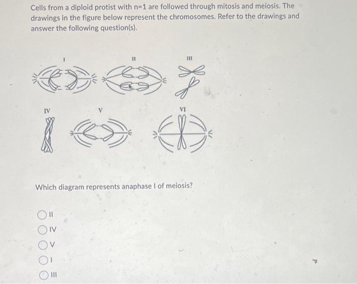 Solved Cells from a diploid protist with n=1 are followed | Chegg.com