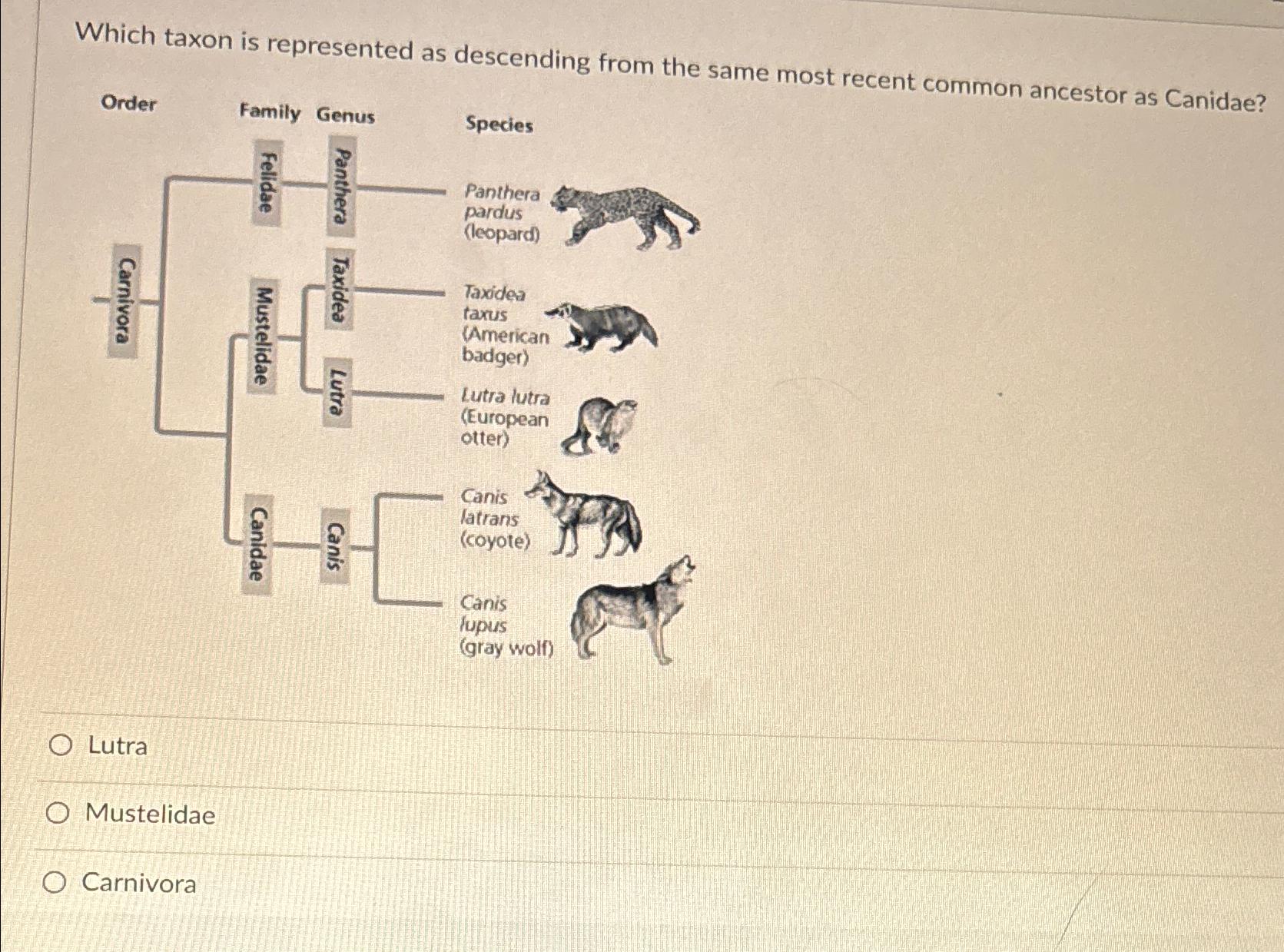 Solved Which taxon is represented as descending from the | Chegg.com