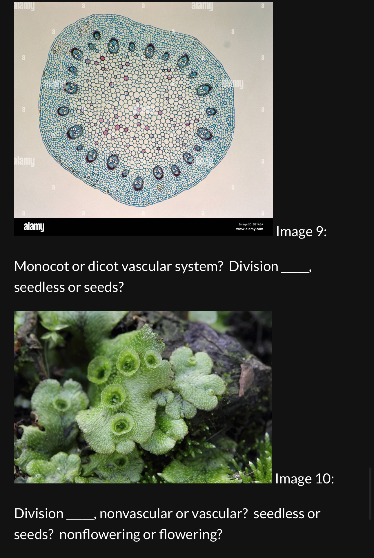 Solved Monocot or dicot vascular system? Division q, | Chegg.com