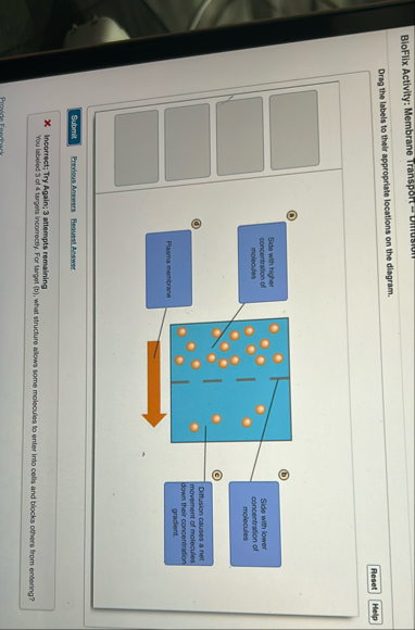 Solved BioFlix Activity: Membrane Transport - ﻿UniusiumDrag | Chegg.com