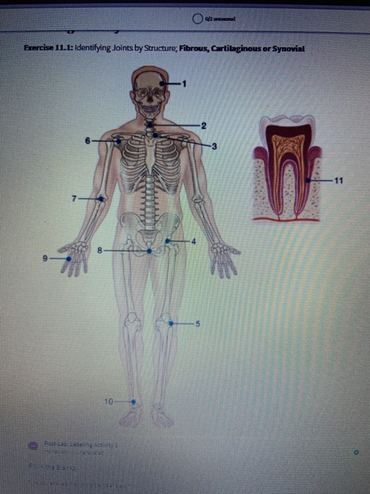 Solved O 02 Exercise 11.1: Identifying Joints by Structure: | Chegg.com